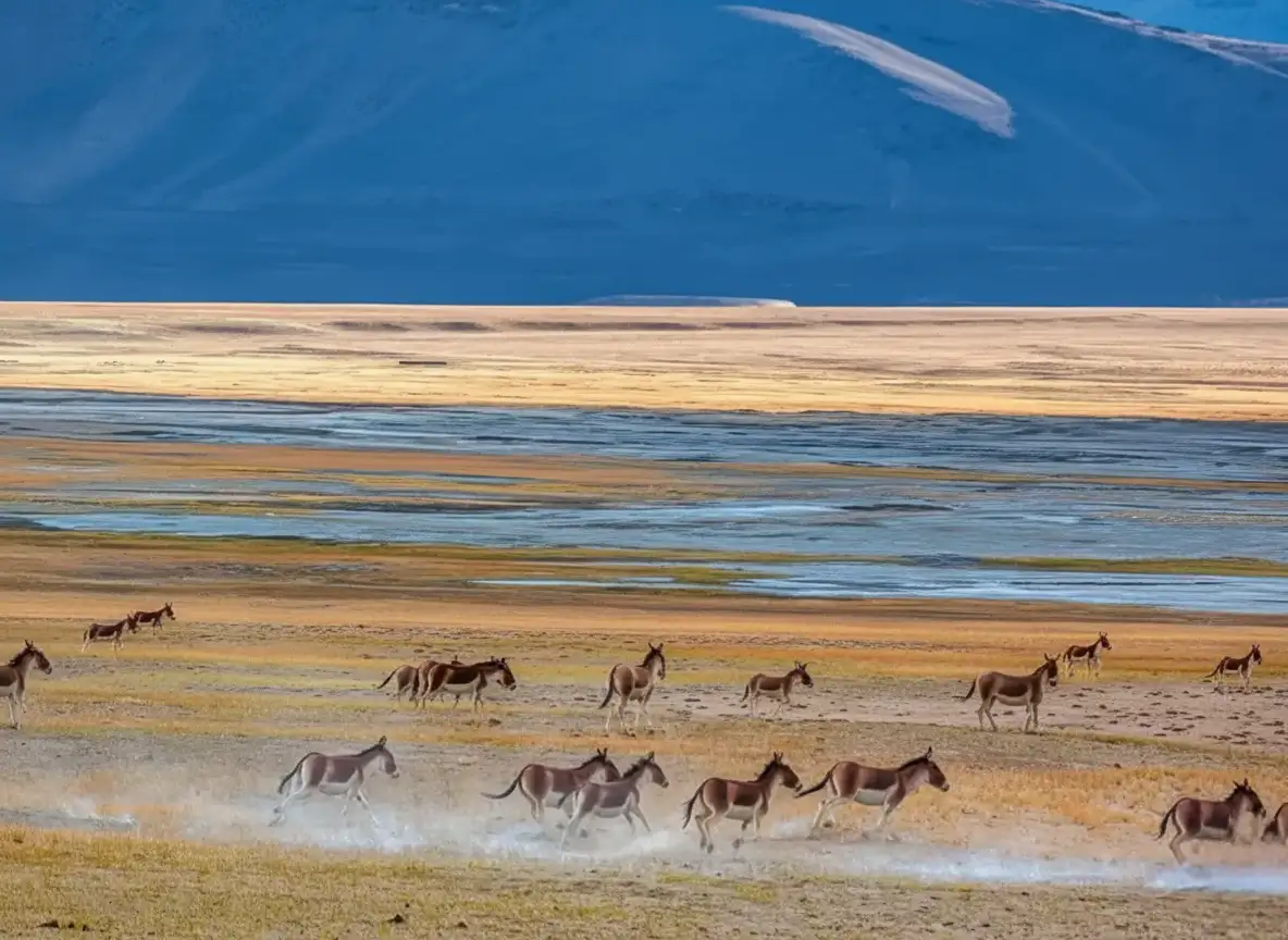 Ladakh Explorer Tour Leh Hunder Turtuk Pangong Hanle Tso Moriri 9 Days