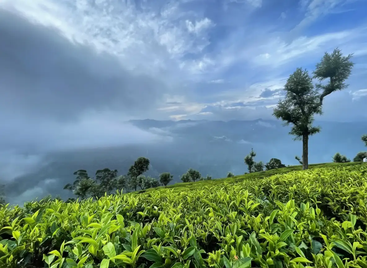 Bangalore Mysore Coorg Ooty Tour 9 Days – Chal Banjare