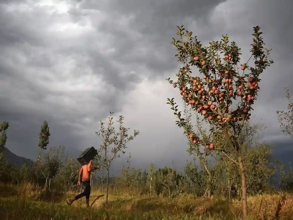Kashmir Apple Orchards – India’s Premier Apple Producing Region