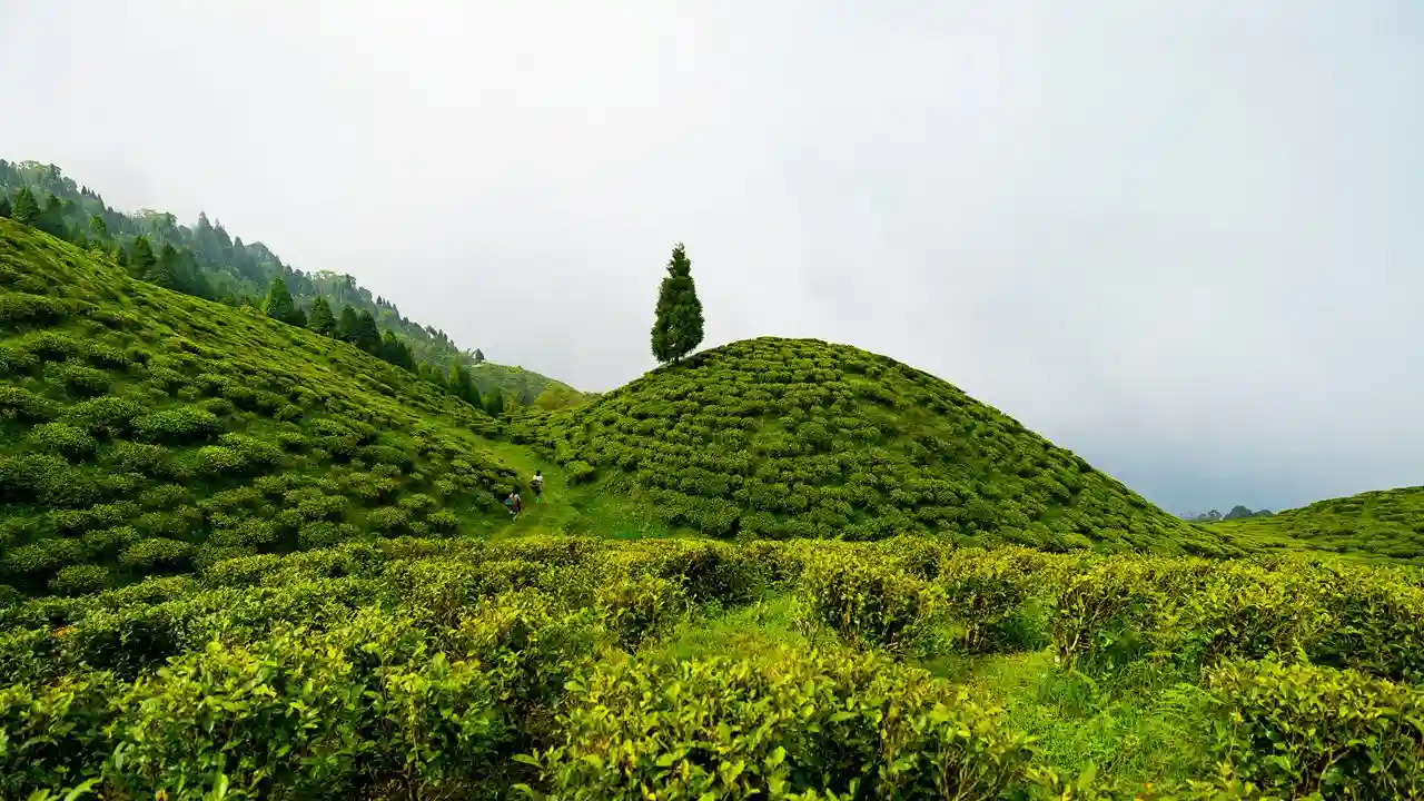 Happy Valley Tea Estate Darjeeling — Visitor Guide, Walks & Tasting Tips