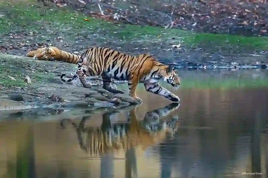 Kanha National Park & Tiger Reserve | Premier Wildlife Sanctuary in India