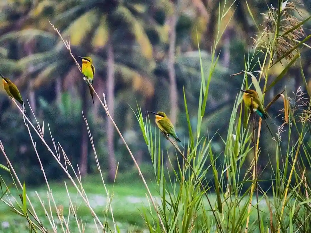 Kumarakom Bird Sanctuary Travel Guide | Chal Banjare