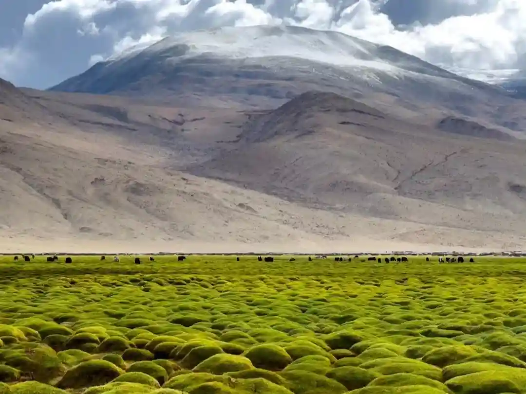 Puga Valley – Geothermal Springs & Sulphur Hotspot Travel Guide 2026
