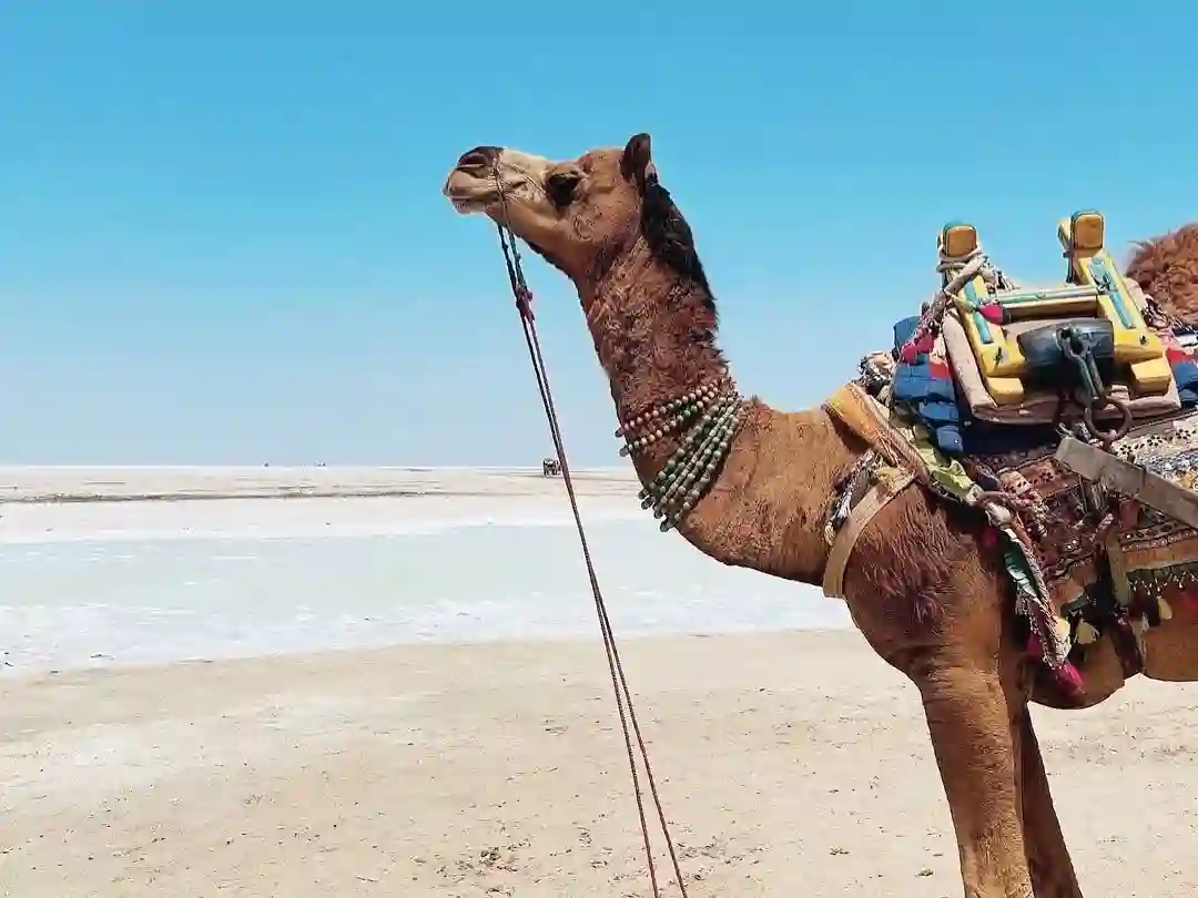 Rann of Kutch White Desert – Dhordo Permit, Timings & Travel Guide 2026