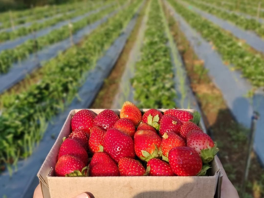 Laxmi Strawberry Farm Mahabaleshwar 2026 Guide | Strawberry Picking ...